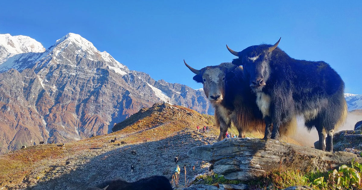 Manang mustang store